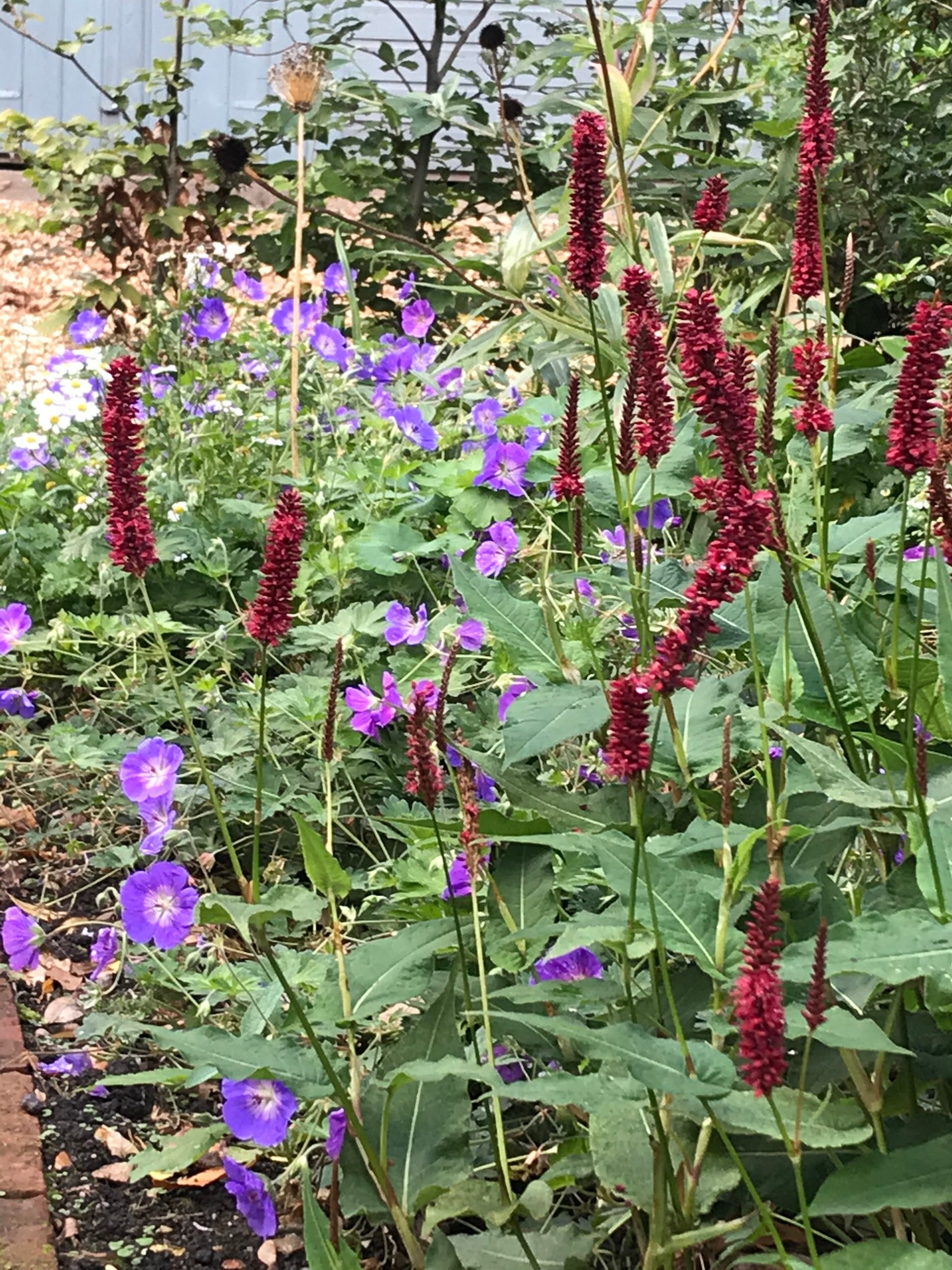 2019 – tessa parikian garden design